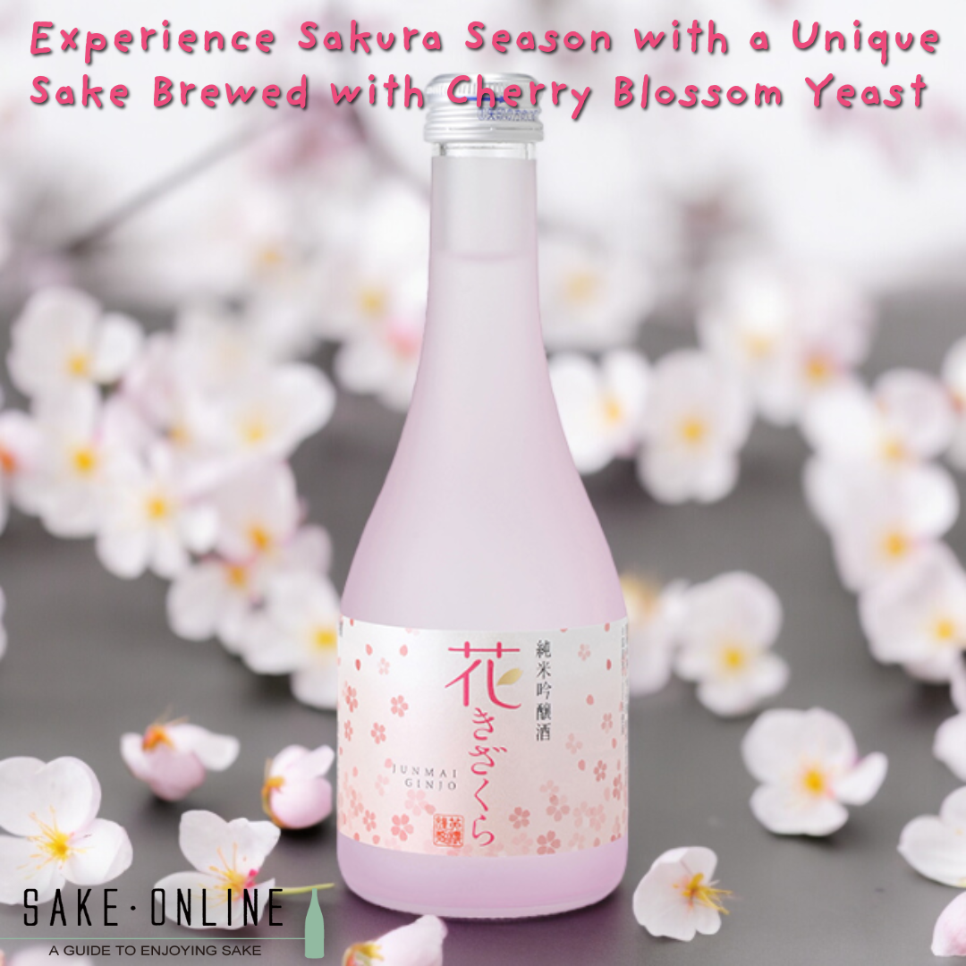🌸 Experience Sakura Season with a Unique Sake Brewed with Cherry Bloss ...